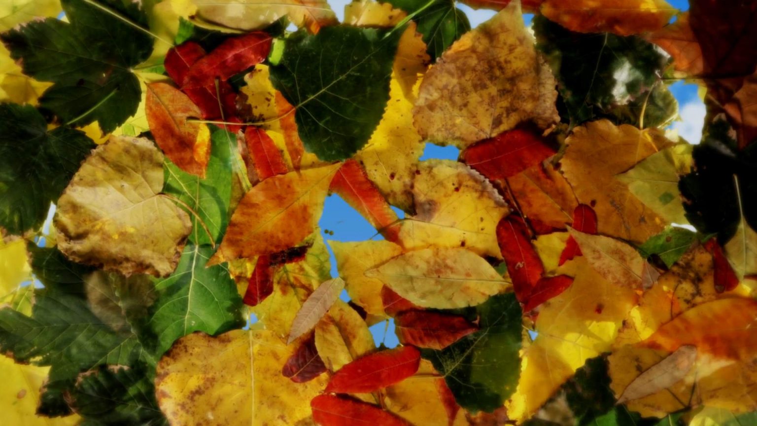 Magic Nature Unveil – Nature Logo Animation for Eco Brands
